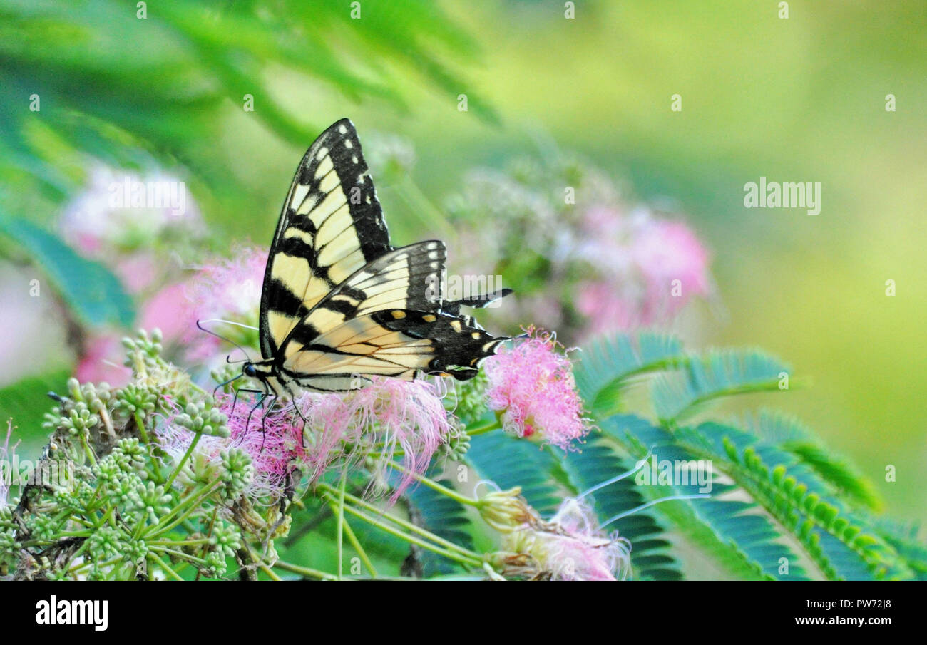 Mimosa butterfly hi-res stock photography and images - Alamy