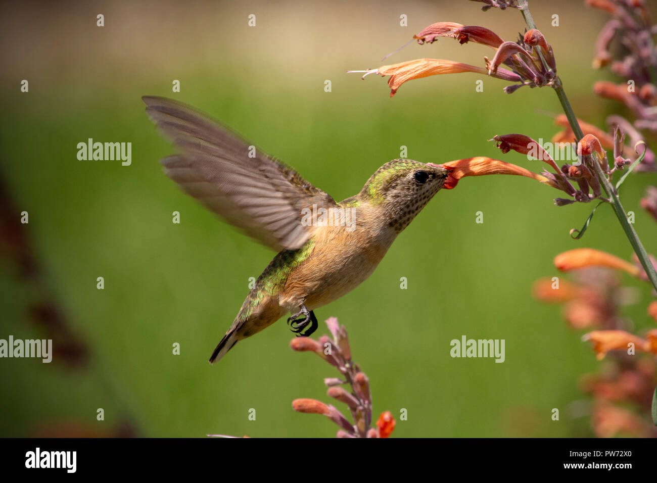 Iridescent Green Hummingbird Stock Photo - Alamy