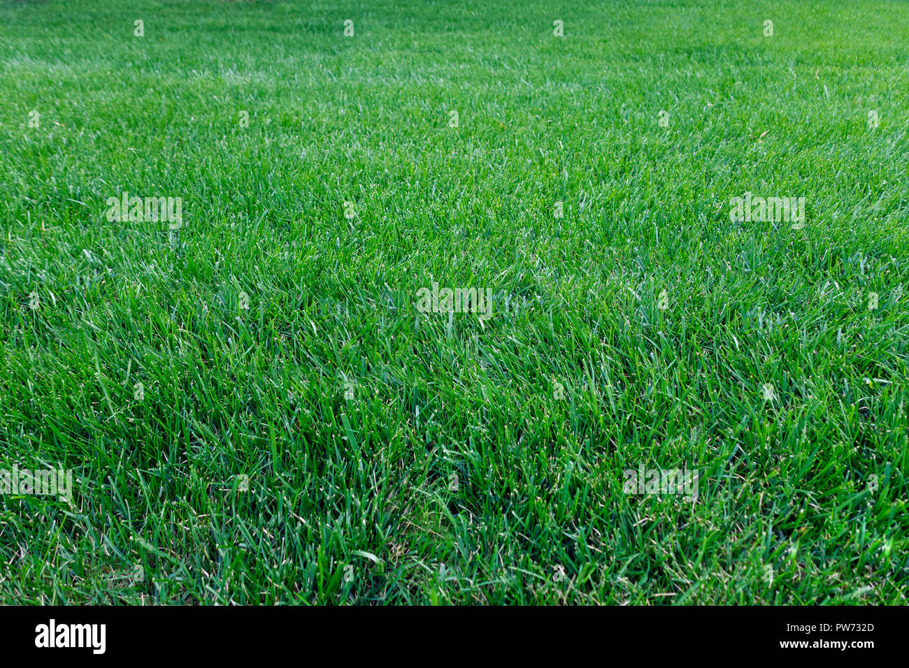Spring backyard play hi-res stock photography and images - Alamy