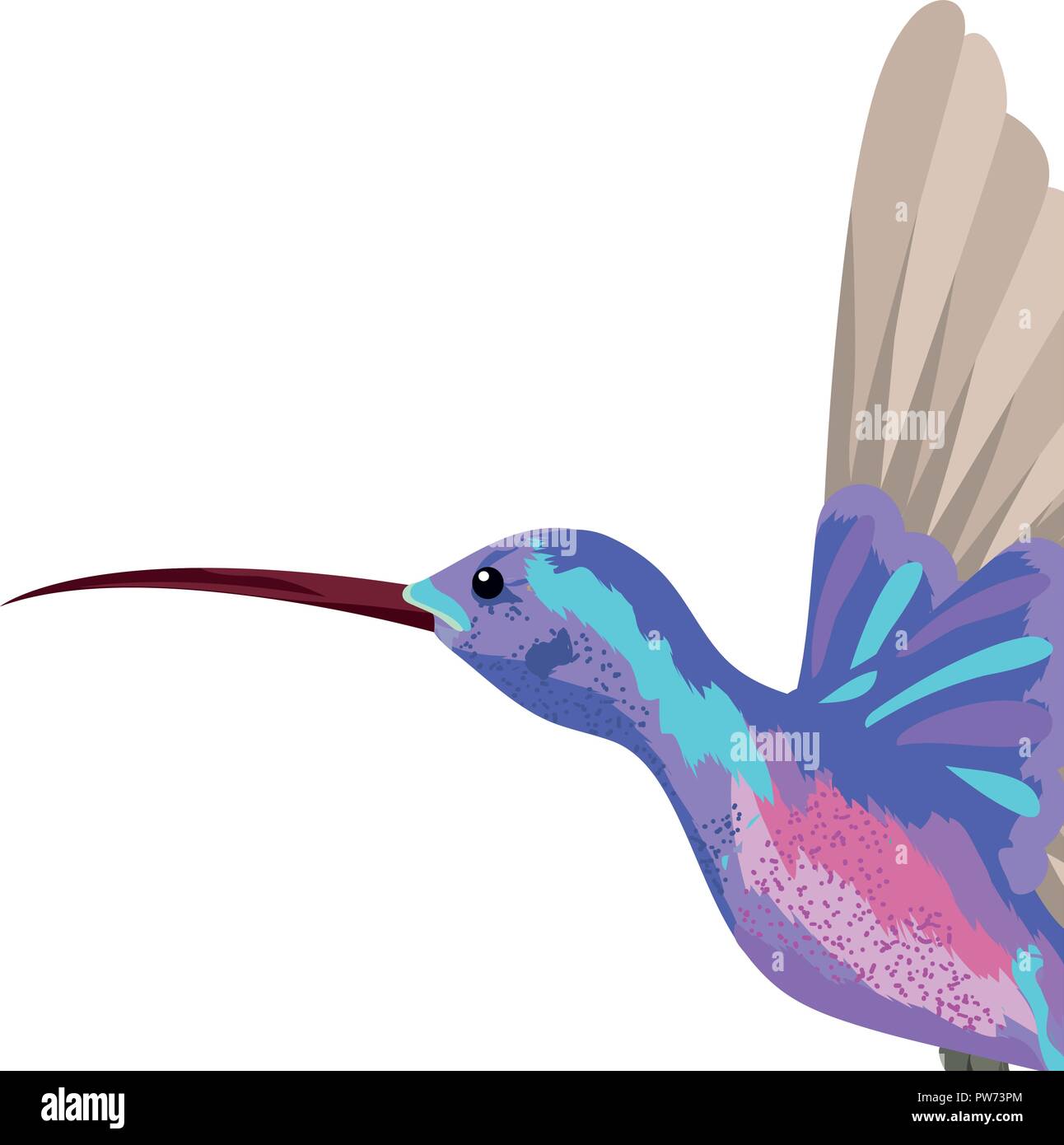 colibri Exotic and tropical bird Stock Vector Image & Art - Alamy