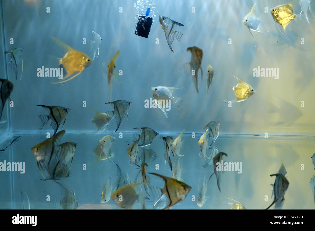 Ornamental fish hi-res stock photography and images - Alamy