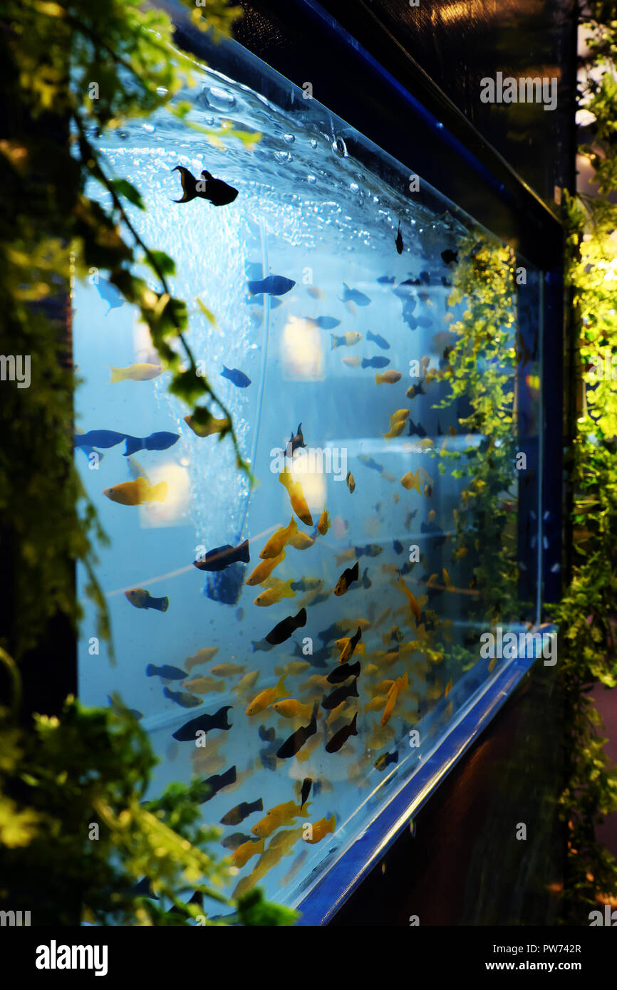 Ornamental fish hi-res stock photography and images - Alamy