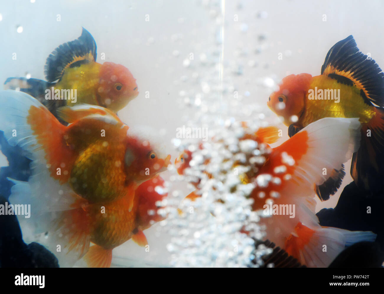 Ornamental fish hi-res stock photography and images - Alamy