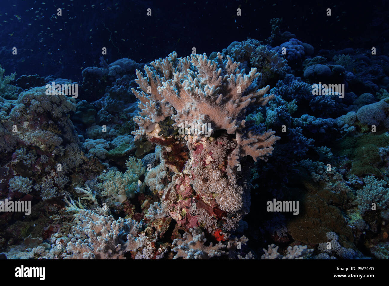 leather finger coral reef at the Red Sea Egypt Stock Photo - Alamy