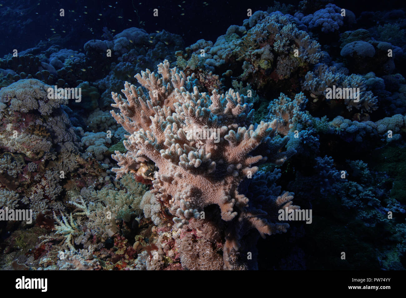 leather finger coral reef at the Red Sea Egypt Stock Photo - Alamy