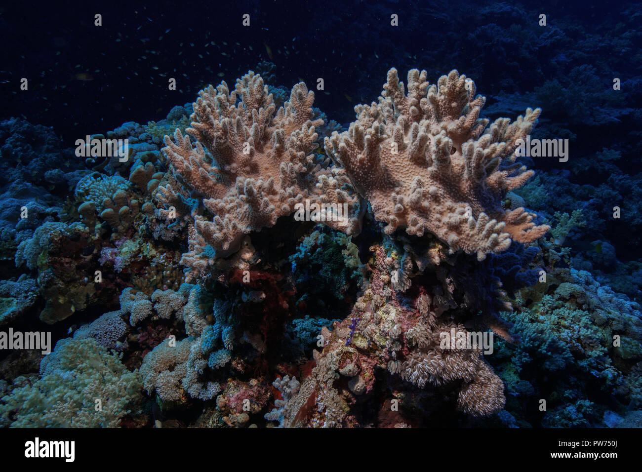 leather finger coral reef at the Red Sea Egypt Stock Photo - Alamy