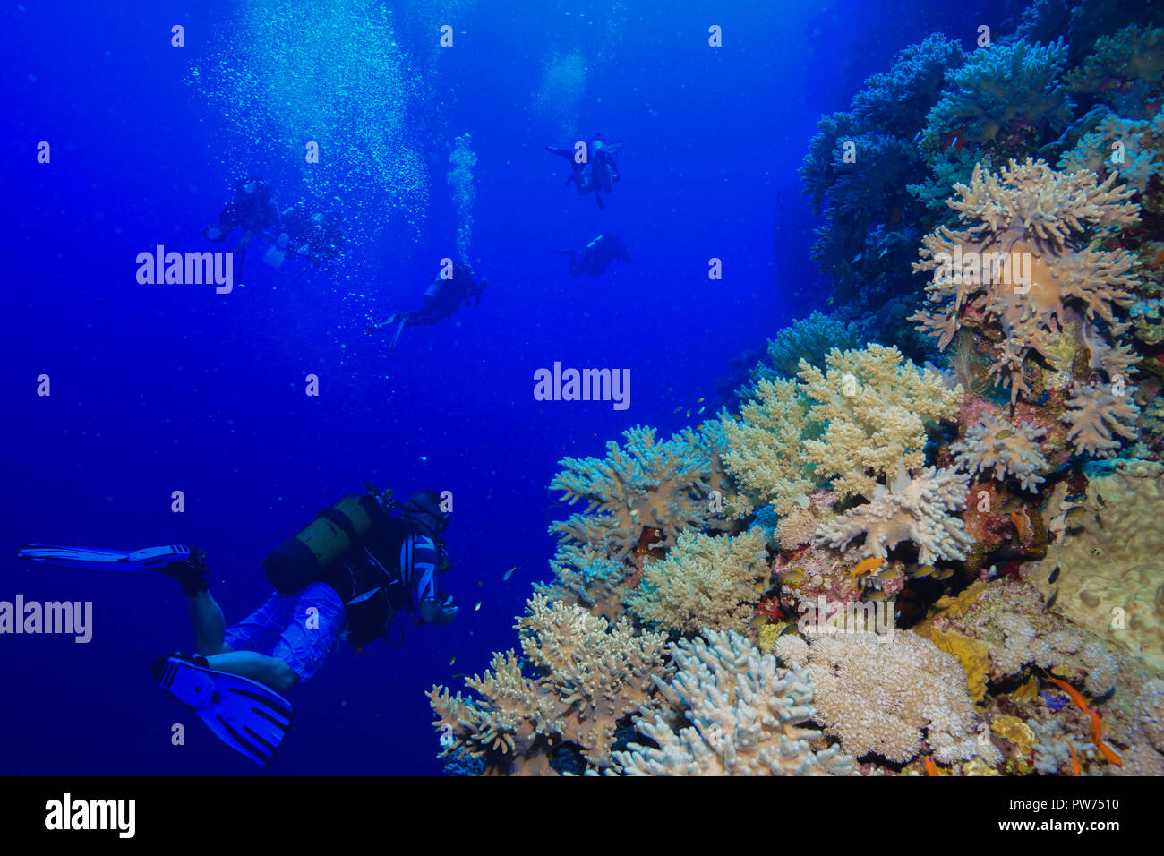 Finger coral hi-res stock photography and images - Alamy
