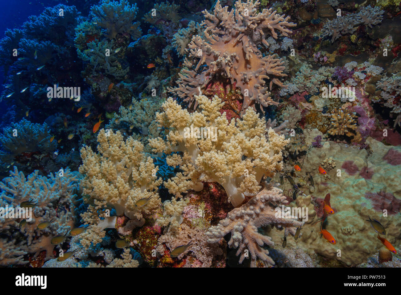 leather finger coral reef at the Red Sea Egypt Stock Photo - Alamy
