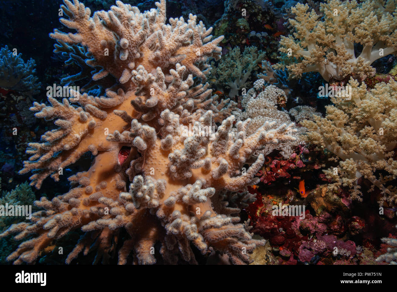leather finger coral reef at the Red Sea Egypt Stock Photo - Alamy