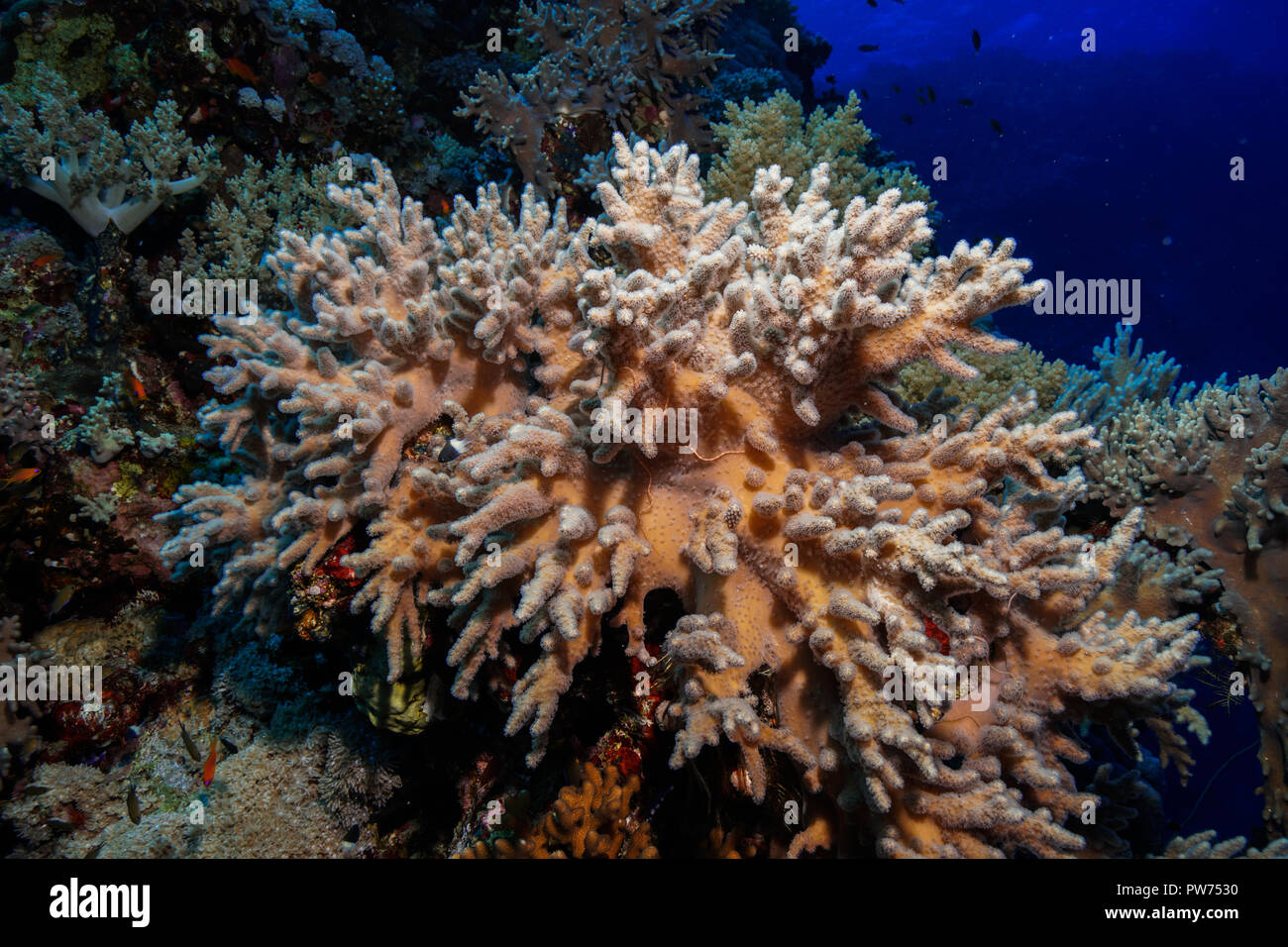 Red finger coral hi-res stock photography and images - Alamy