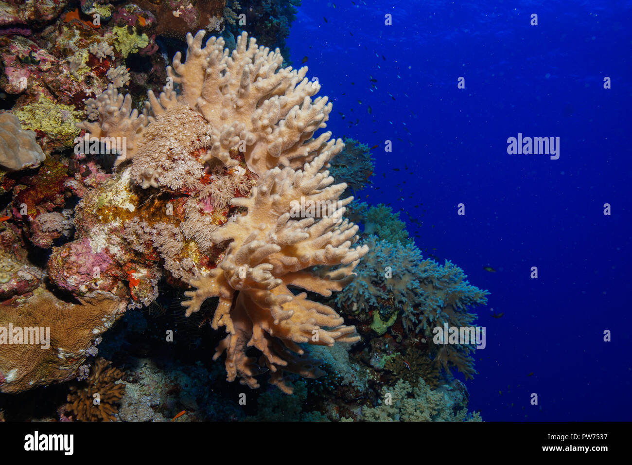 leather finger coral reef at the Red Sea Egypt Stock Photo - Alamy