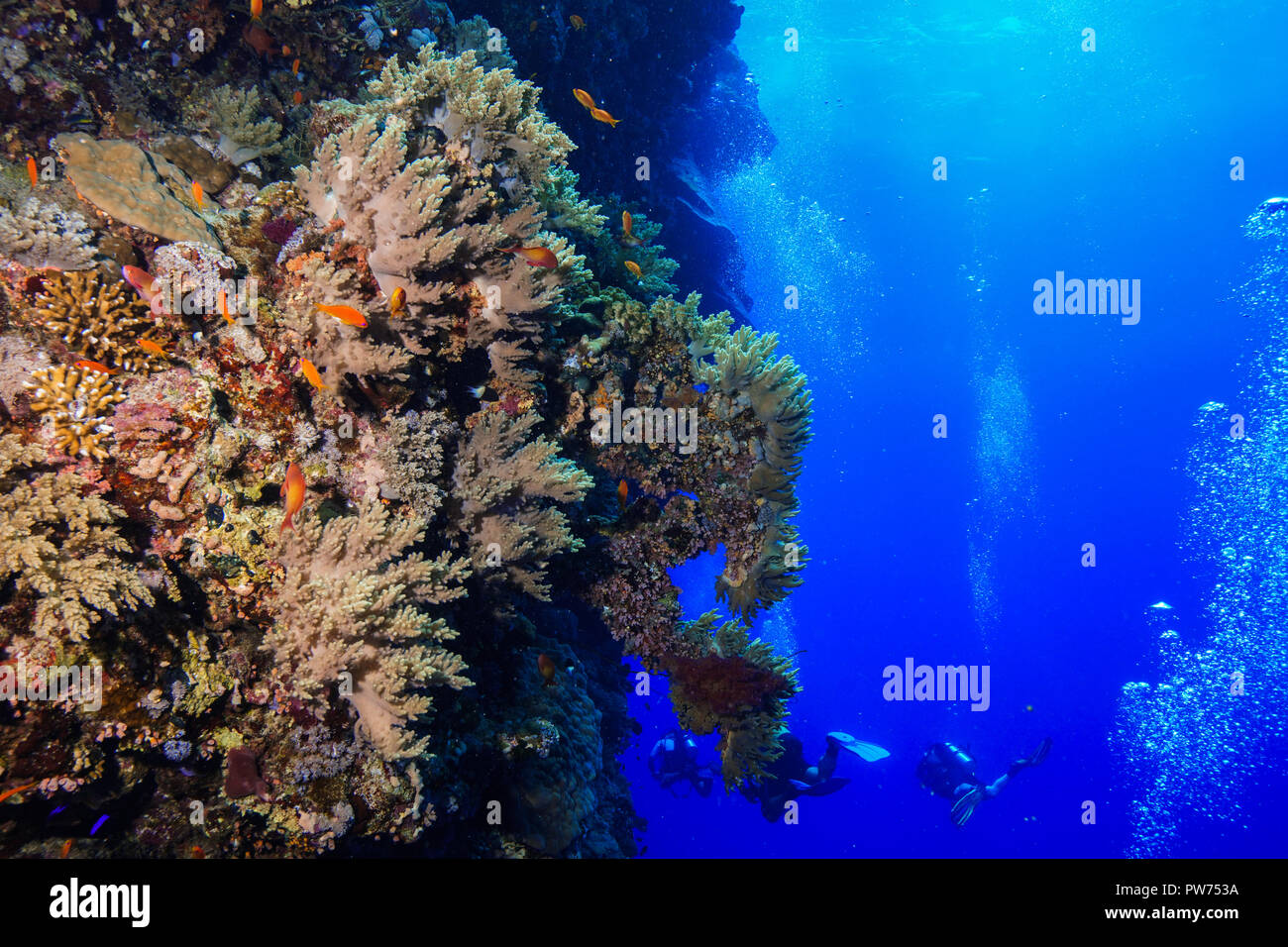 leather finger coral reef at the Red Sea Egypt Stock Photo - Alamy