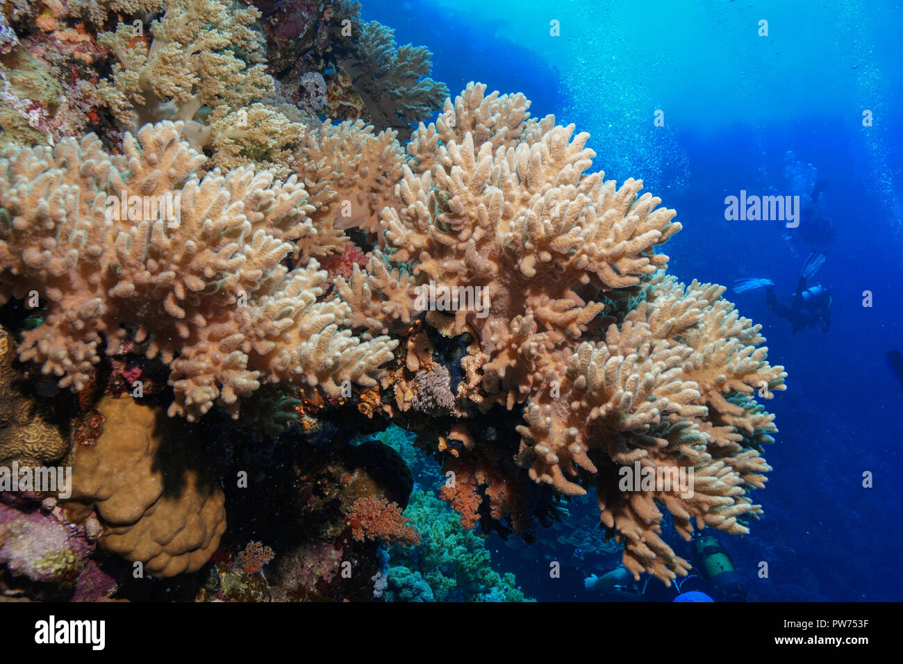 leather finger coral reef at the Red Sea Egypt Stock Photo - Alamy