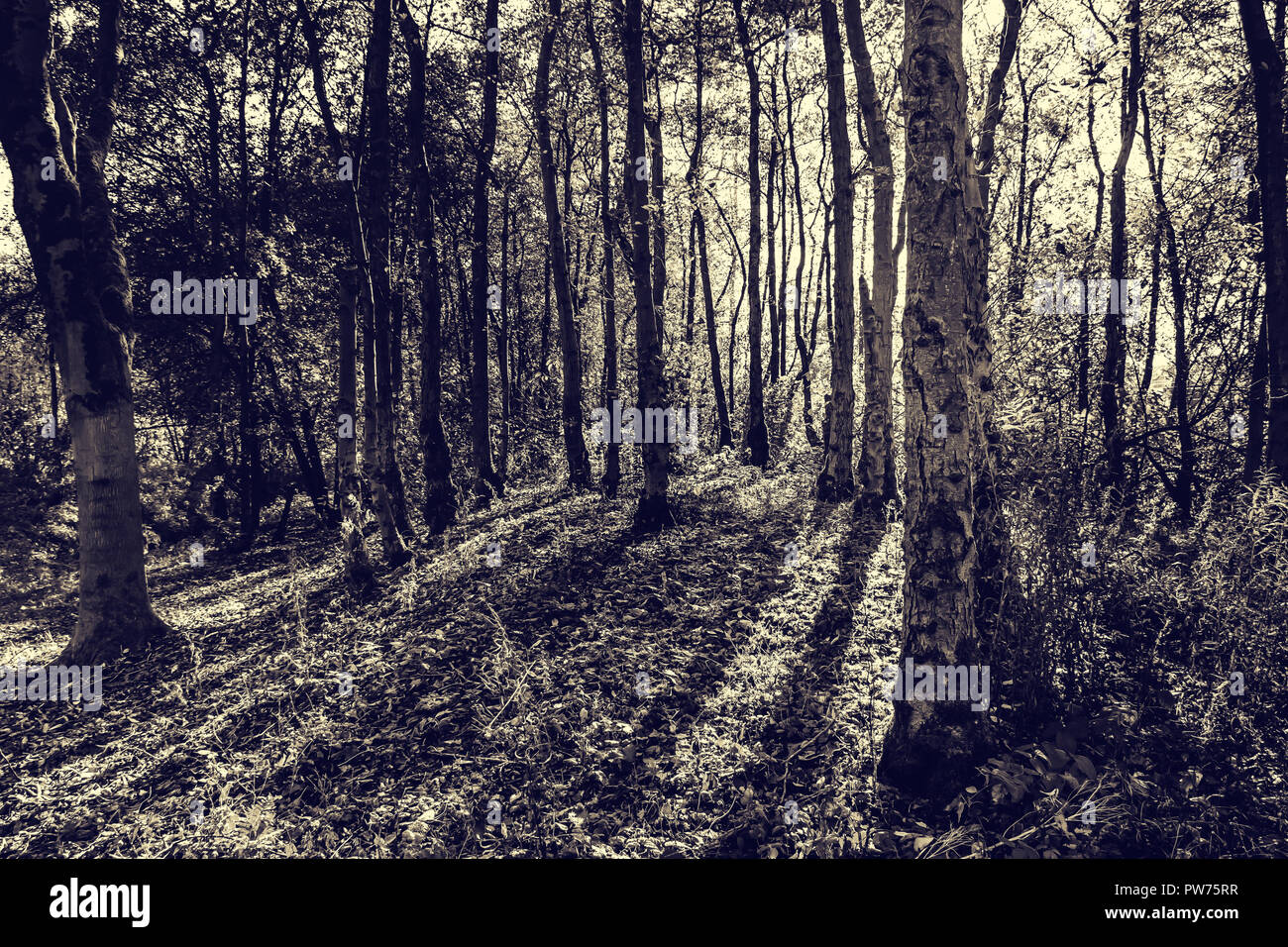 Cinematic woods hi-res stock photography and images - Alamy