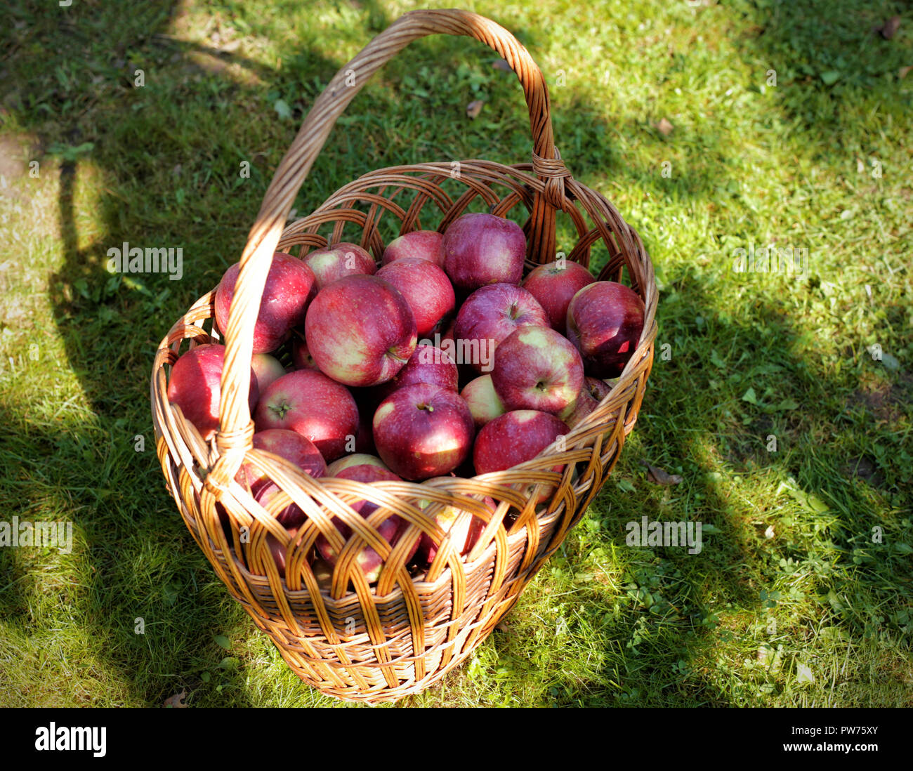 Apple basket orchard hi-res stock photography and images - Alamy