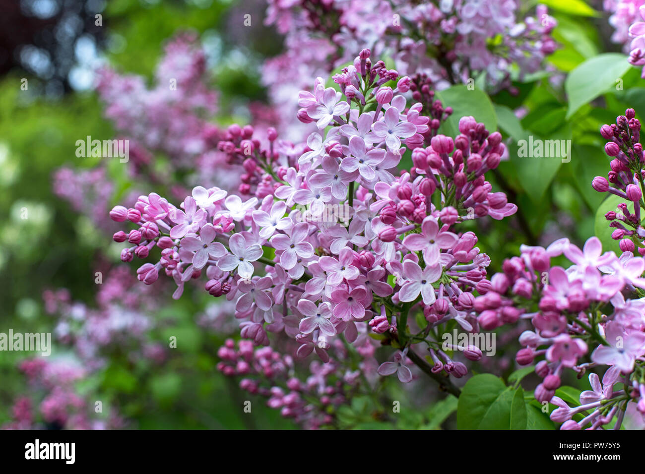 branch with spring lilac flowers close up Stock Photo - Alamy