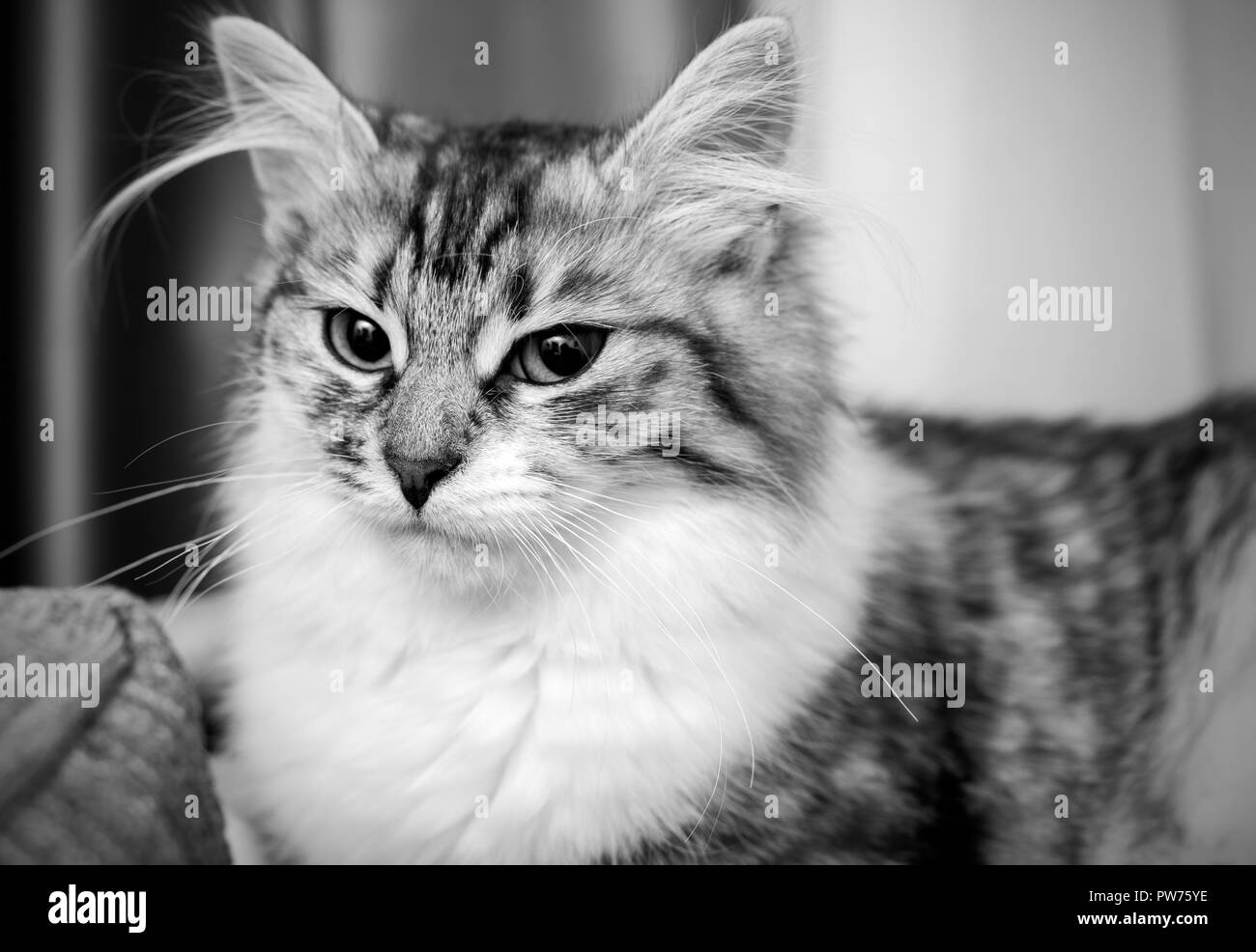 fluffy gray cat Stock Photo - Alamy fluffy gray cat Stock Photo - Alamy