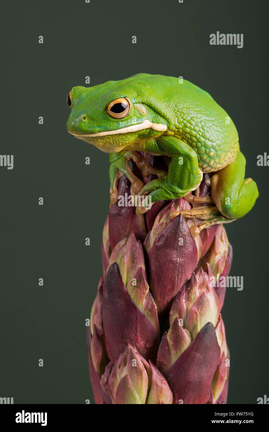 White Lipped Green Tree Frog Stock Photos & White Lipped Green Tree ...