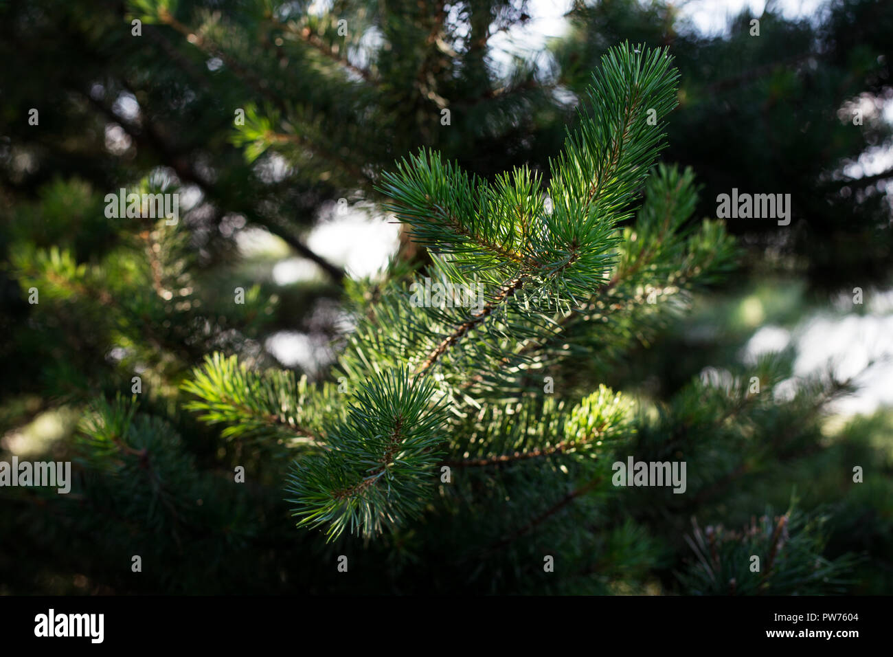 Closeup young fir tree hi-res stock photography and images - Alamy