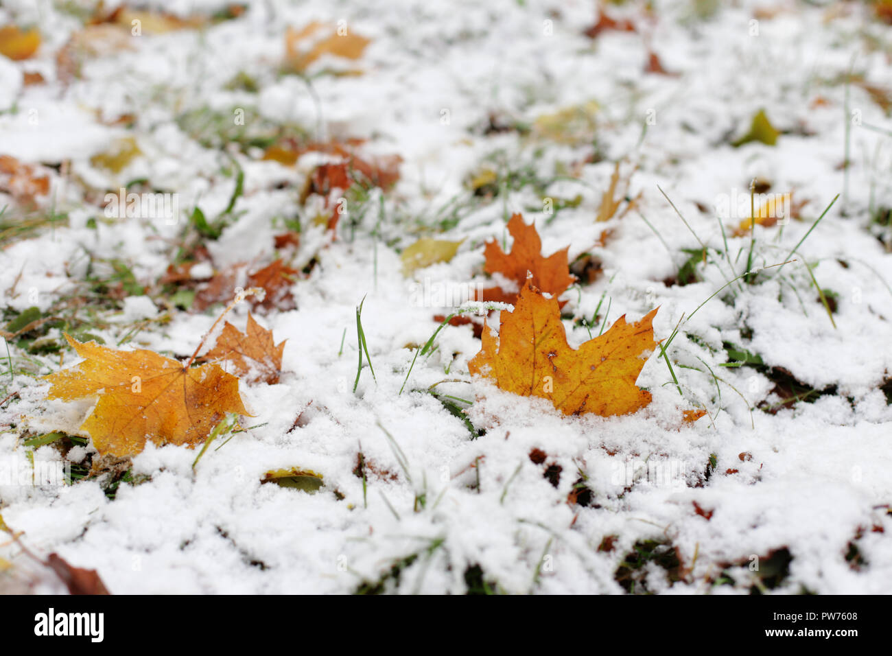 Snow on fall leaves hi-res stock photography and images - Alamy