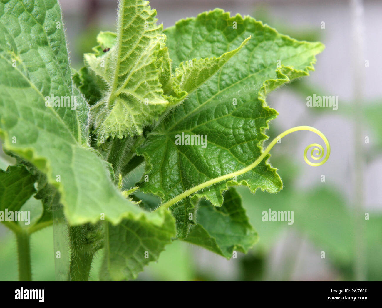 Cucumber with leaf hi-res stock photography and images - Alamy
