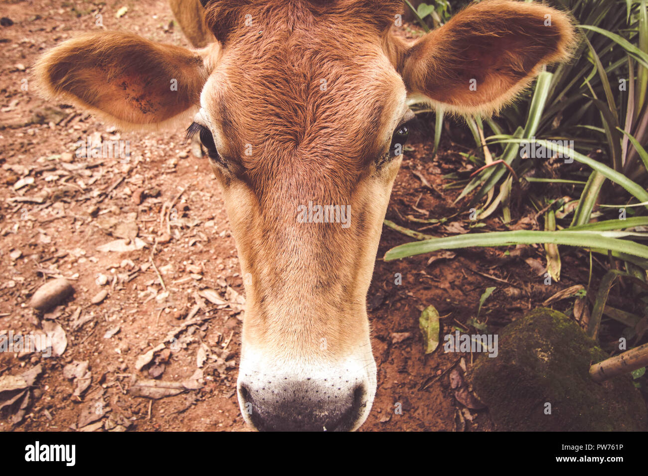 Head and body view hi-res stock photography and images - Alamy