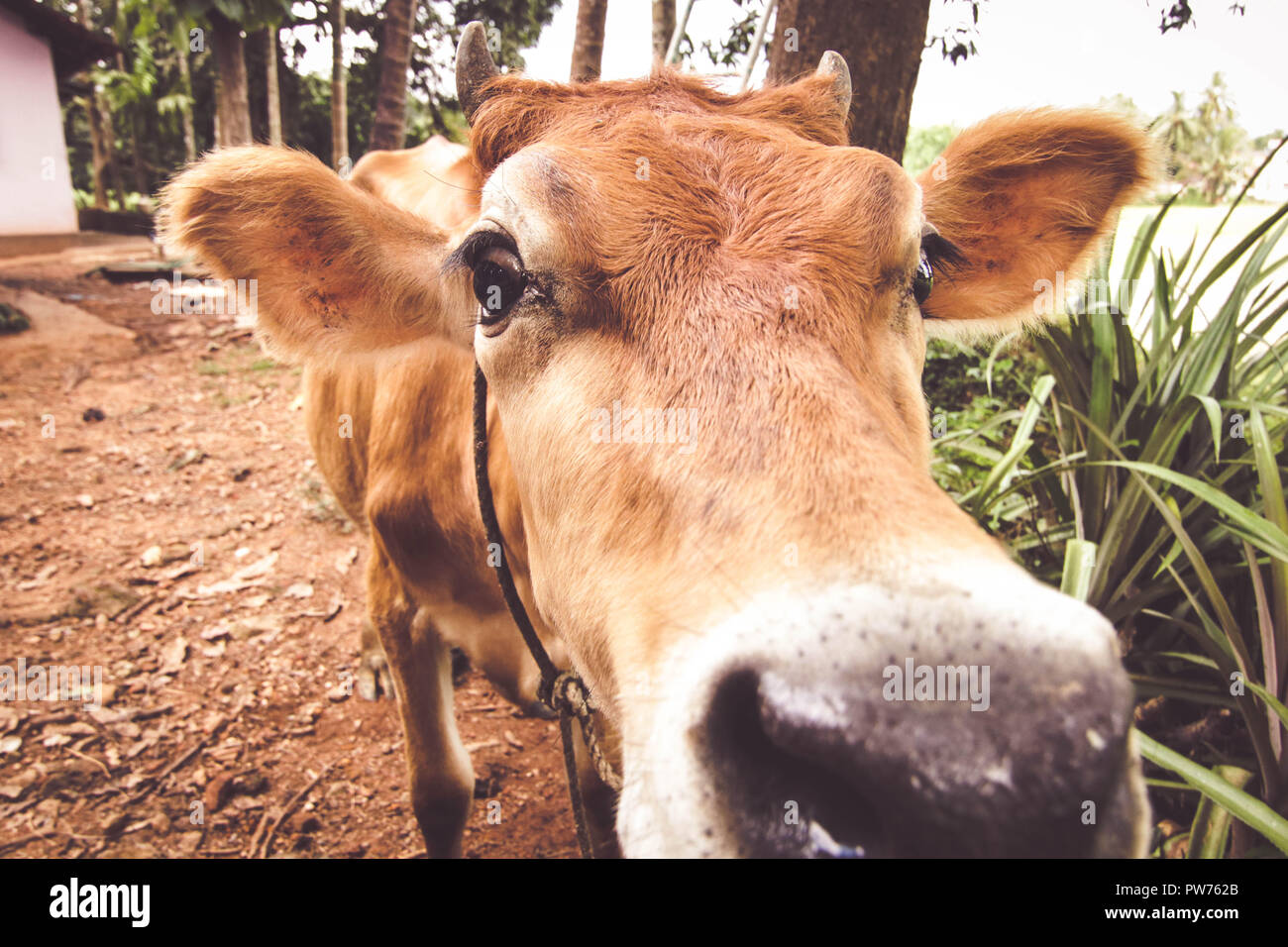 Close up view of cow's head Stock Photo - Alamy