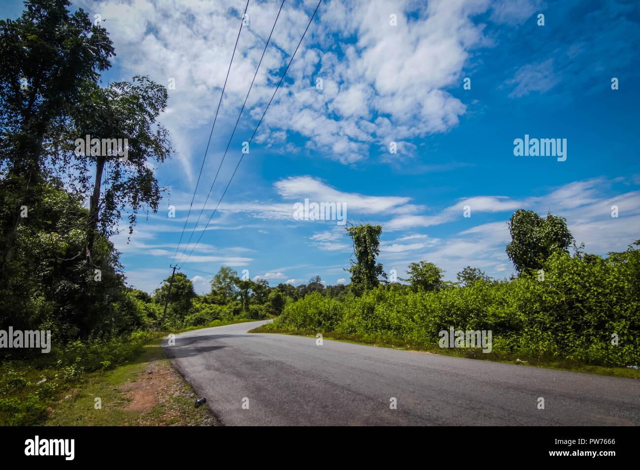 Road through green rain forest Stock Photo - Alamy