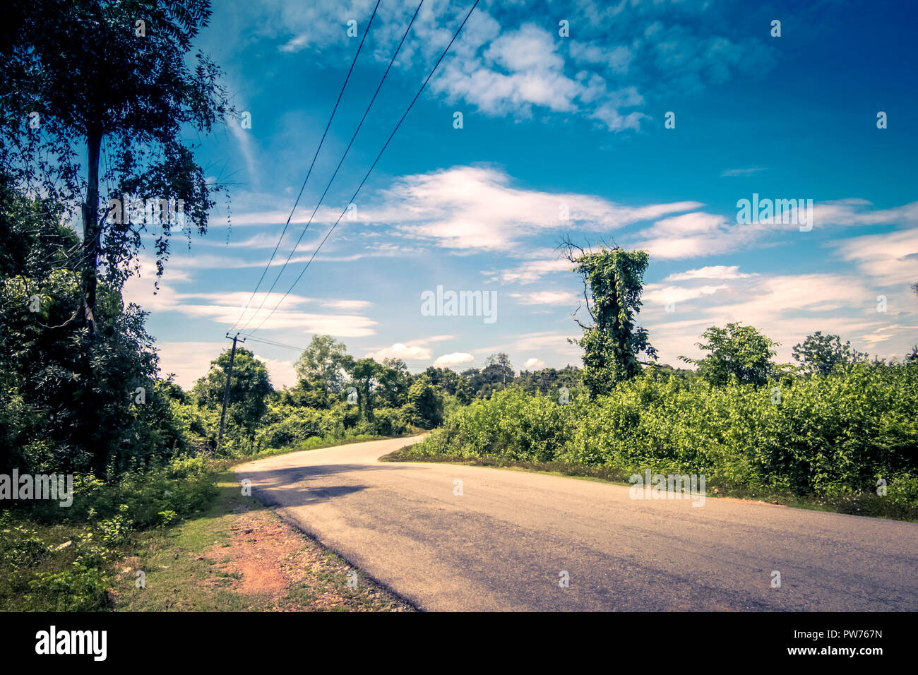 Road through green rain forest Stock Photo - Alamy