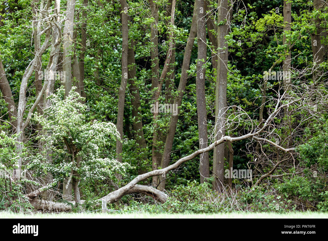 fallen tree at the edge of the woods blocking the way in adding mystery ...