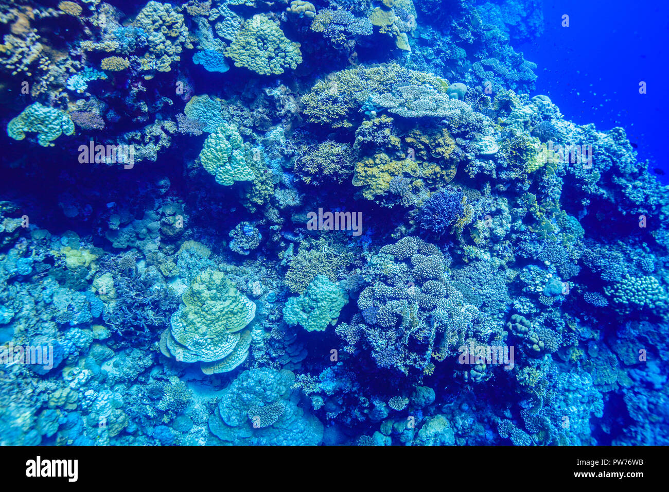 landscape Coral Reef at the Red Sea Egypt Stock Photo - Alamy