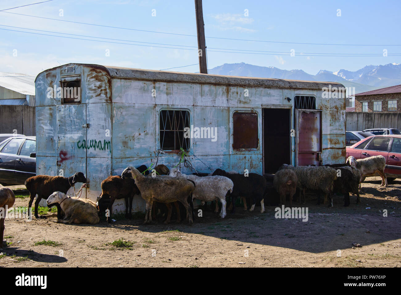 Mal Bazaar (мал базары)/ animal market bazaar in Karakol, Kyrgyzstan ...