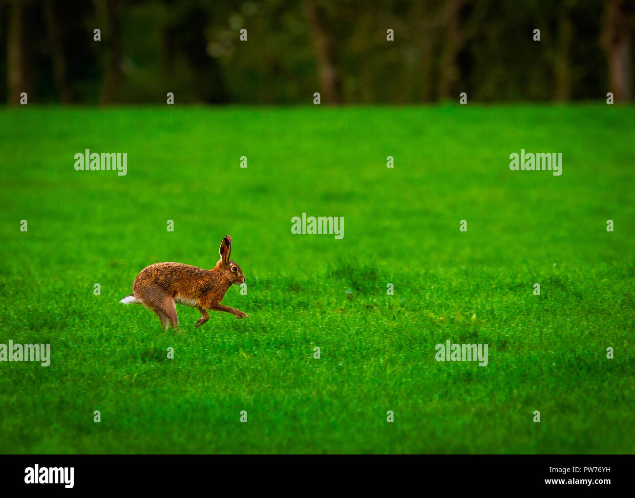 English countryside hare spring hi-res stock photography and images - Alamy