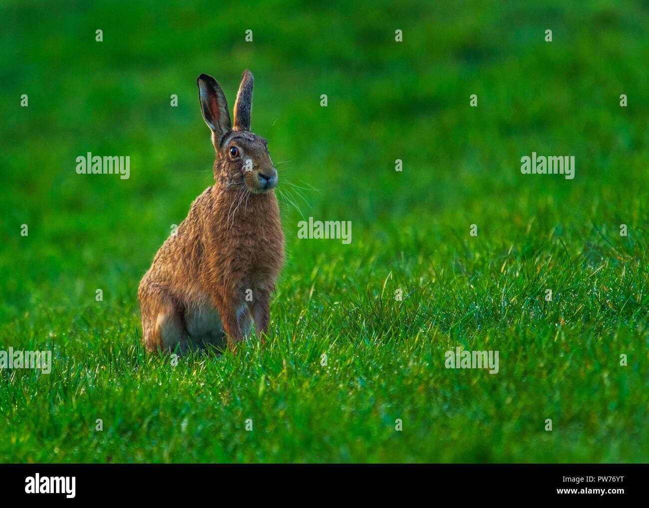 Spring Brown hare Scientific name: Lepus europaeus Stock Photo - Alamy