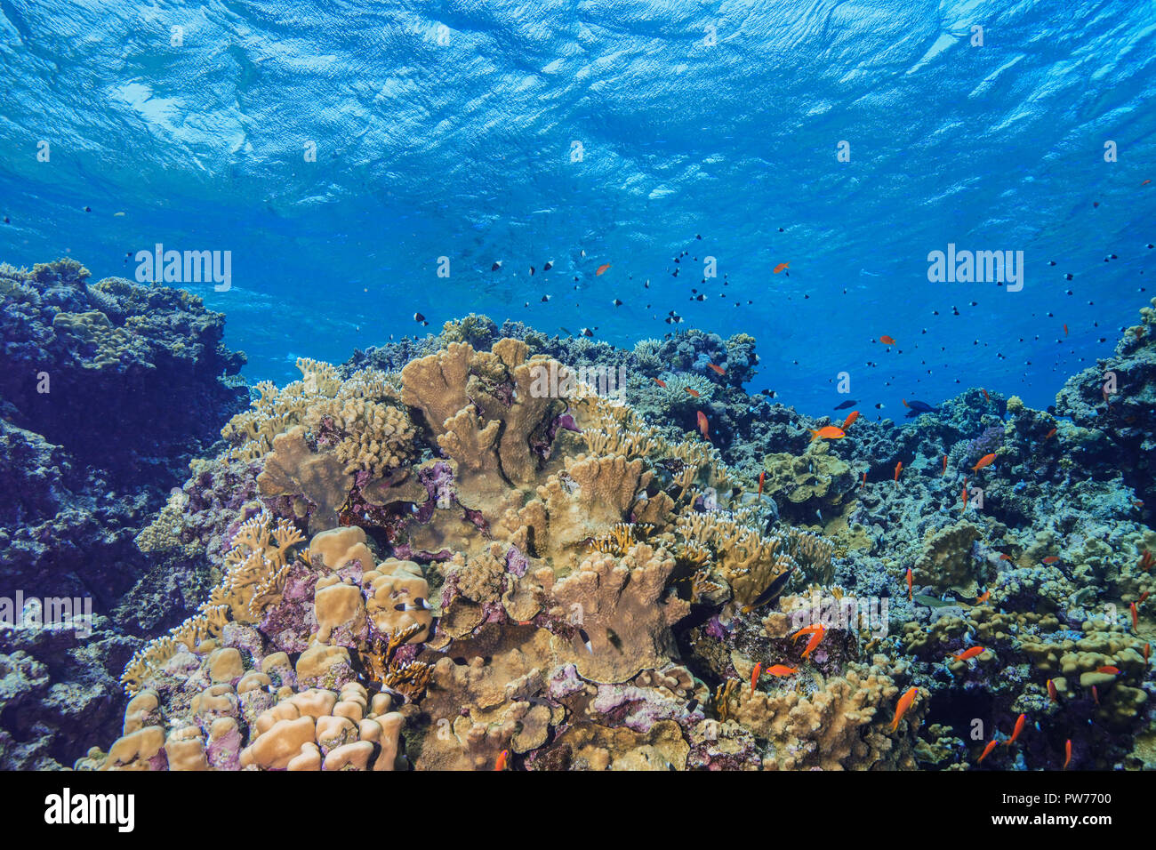 landscape Coral Reef at the Red Sea Egypt Stock Photo - Alamy