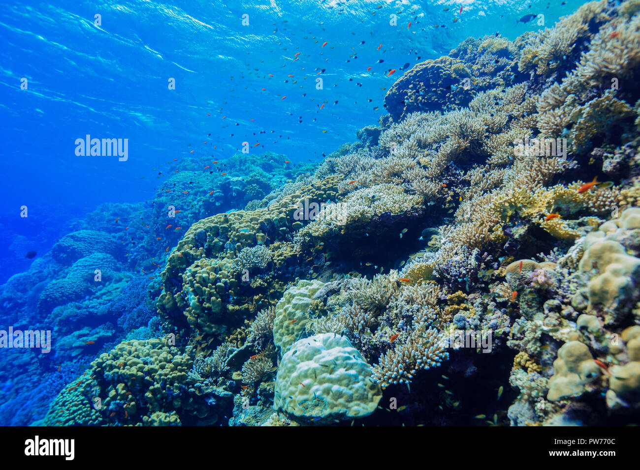 landscape Coral Reef at the Red Sea Egypt Stock Photo - Alamy