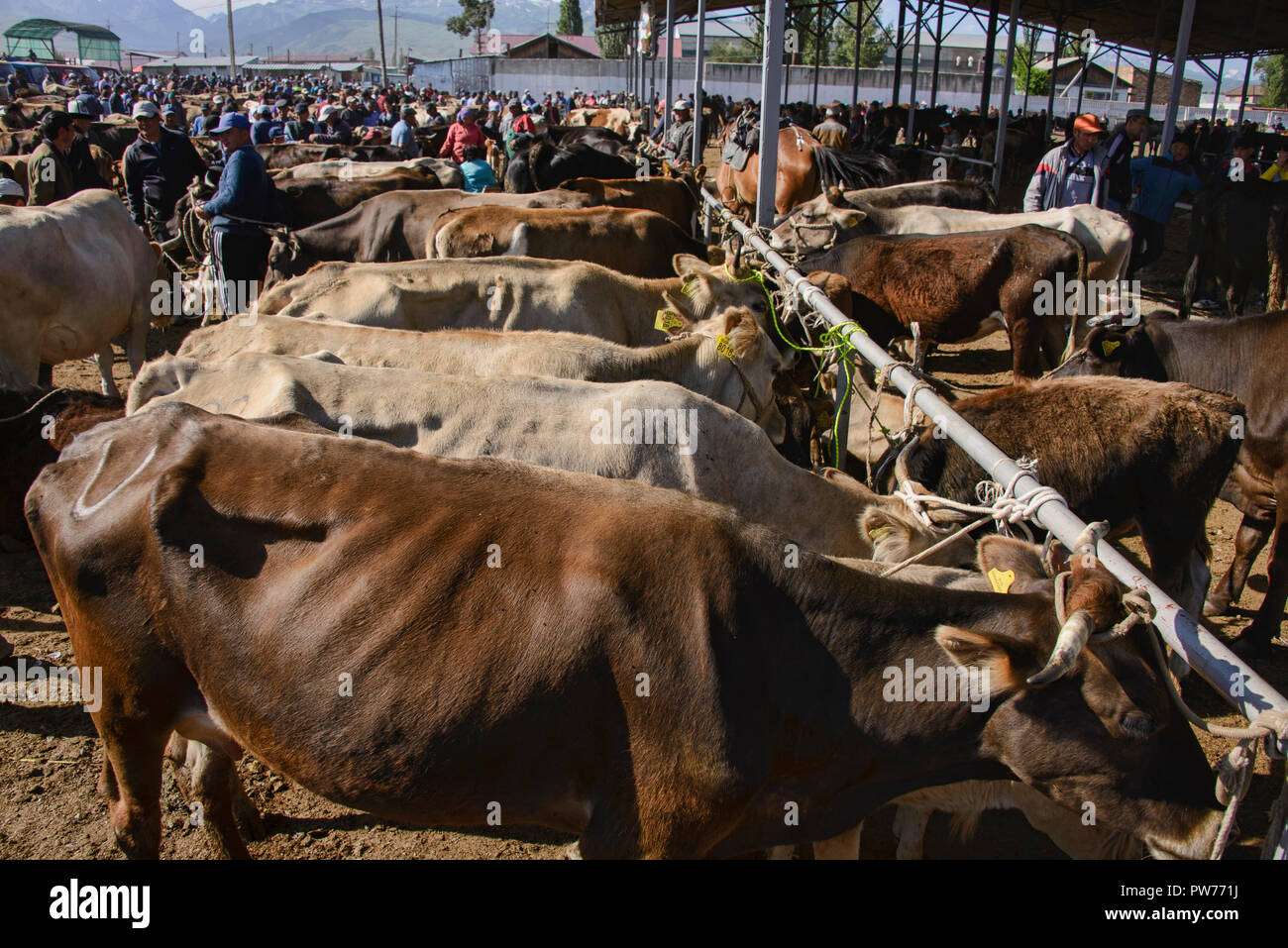 Mal Bazaar (мал базары)/ animal market bazaar in Karakol, Kyrgyzstan ...