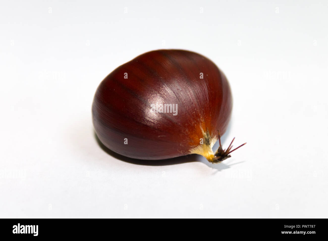 Isolated chestnut with white background Stock Photo - Alamy