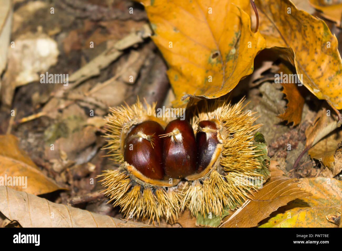 Chestnut in the forest on the ground Stock Photo - Alamy