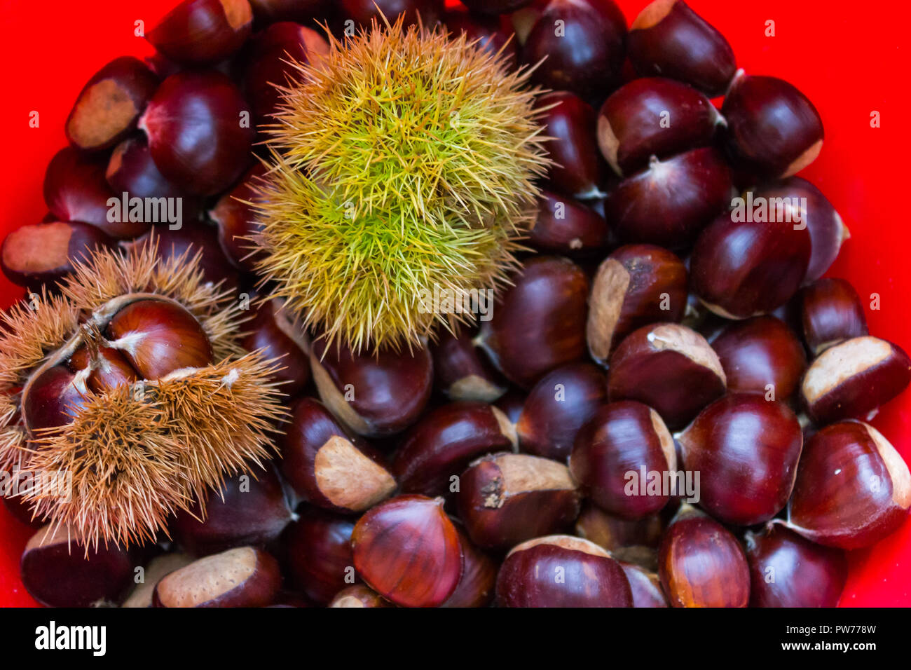 Chestnuts in a red bucket Stock Photo - Alamy