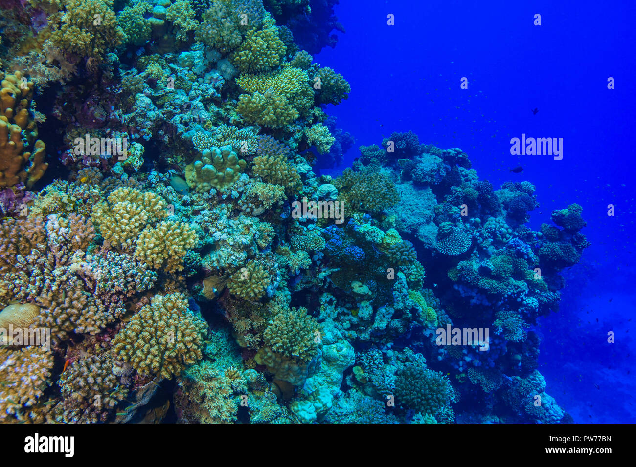 landscape Coral Reef at the Red Sea Egypt Stock Photo - Alamy