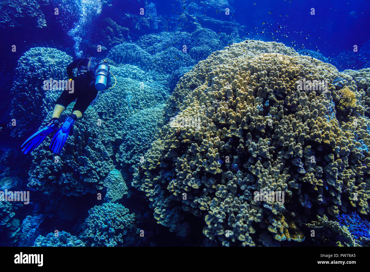 landscape Coral Reef at the Red Sea Egypt Stock Photo - Alamy