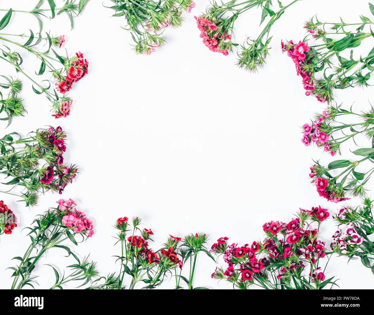 Top view pattern of pink flowers with empty center. Flat lay floral ...