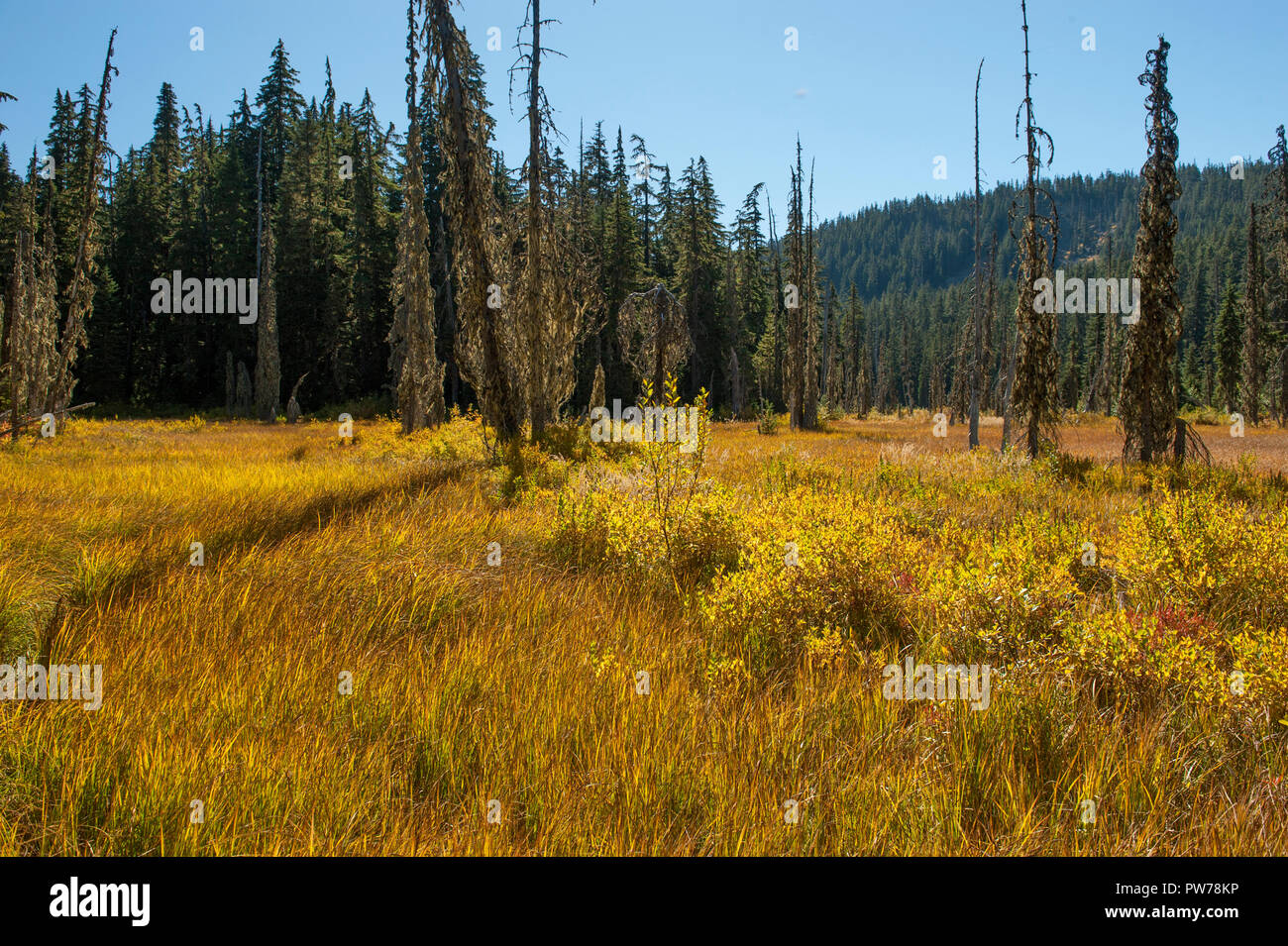 High elevation swamp in forest hi-res stock photography and images - Alamy