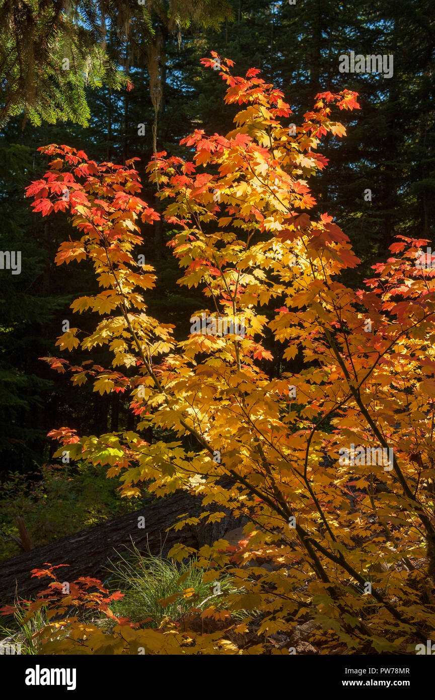 Vine Maple (Acer circinatum) in full fall color in Oregon's Cascade ...