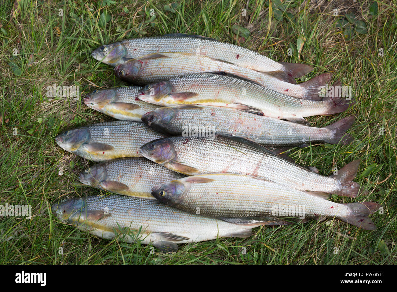 Grayling fish hi-res stock photography and images - Alamy