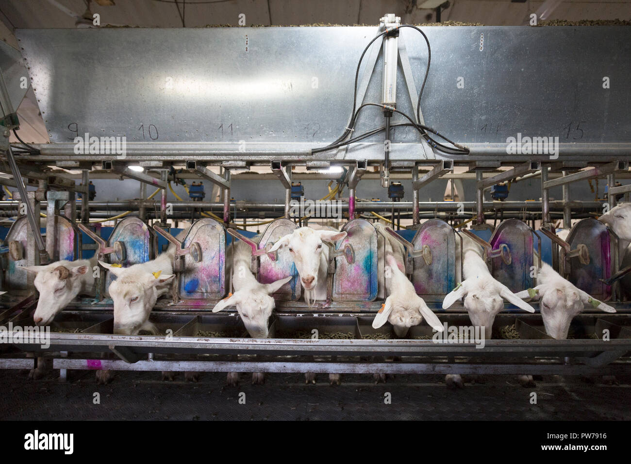 Automatic milking hi-res stock photography and images - Alamy