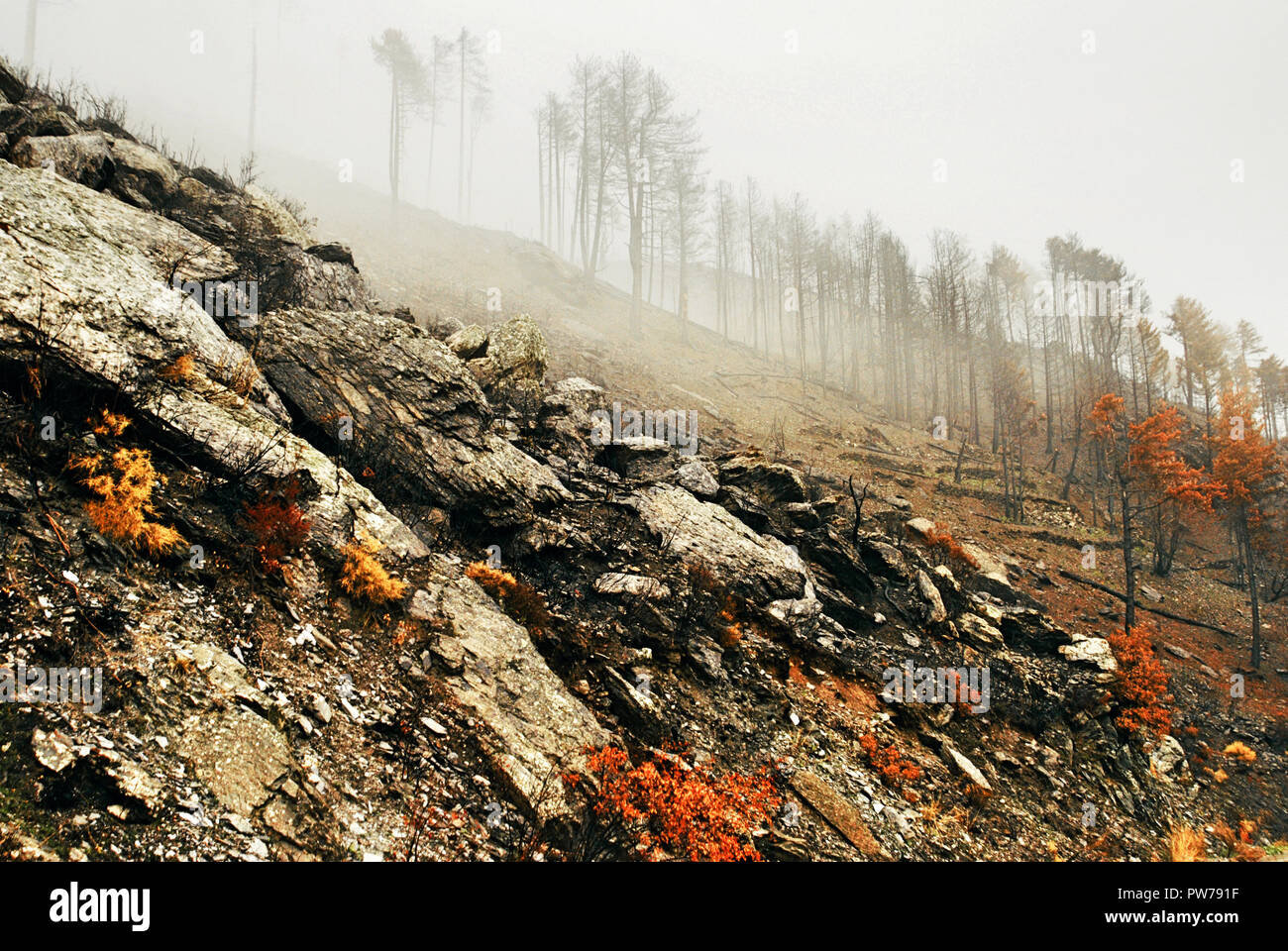 Old burnt trees hi-res stock photography and images - Alamy