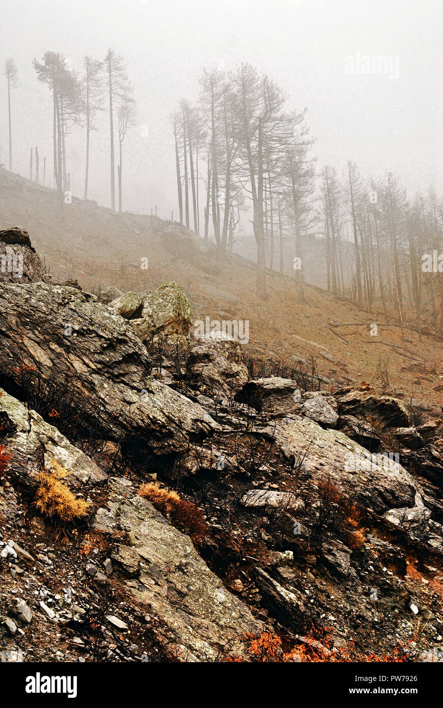 Old burnt trees hi-res stock photography and images - Alamy