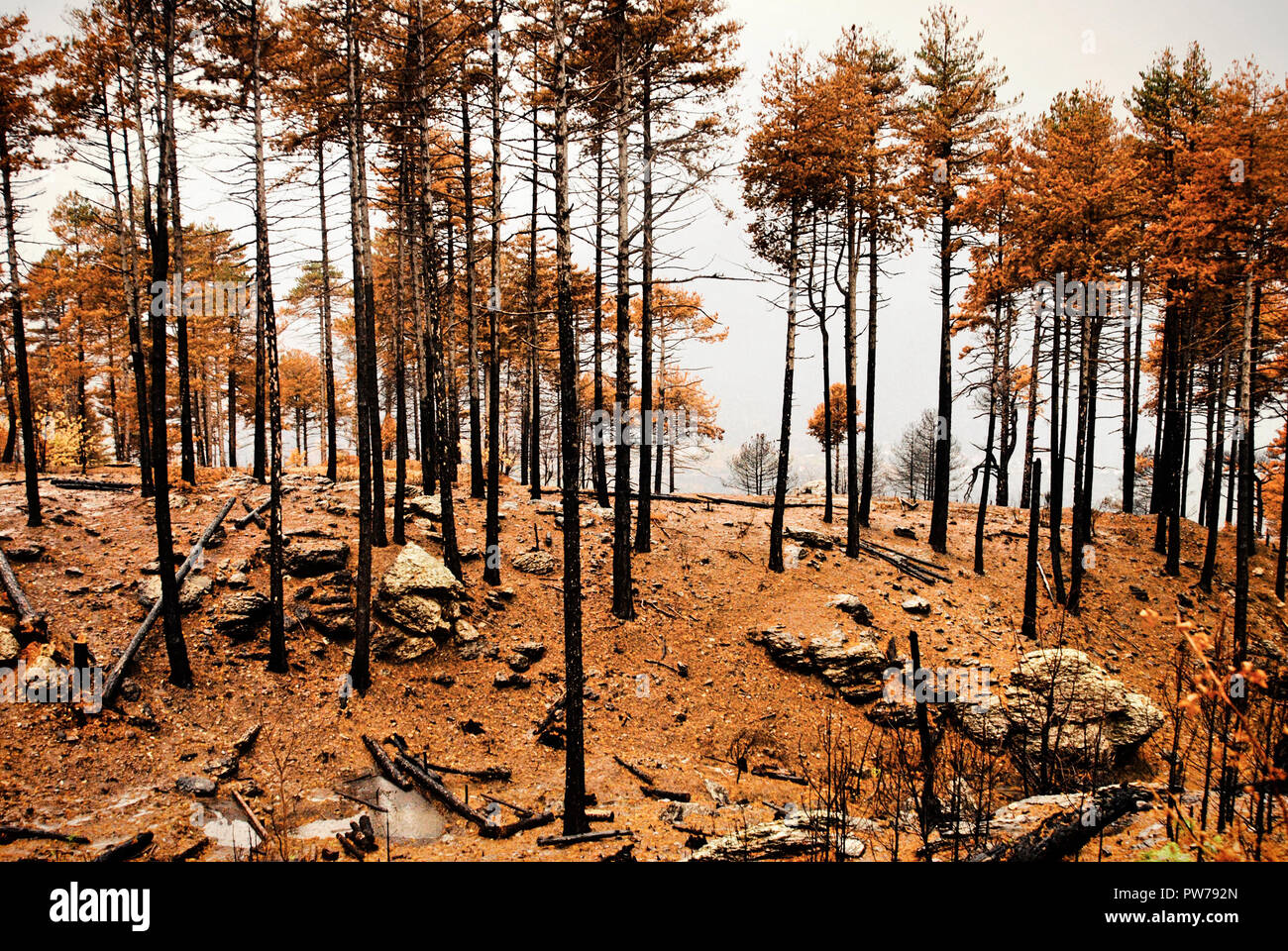 Old burnt trees hi-res stock photography and images - Alamy